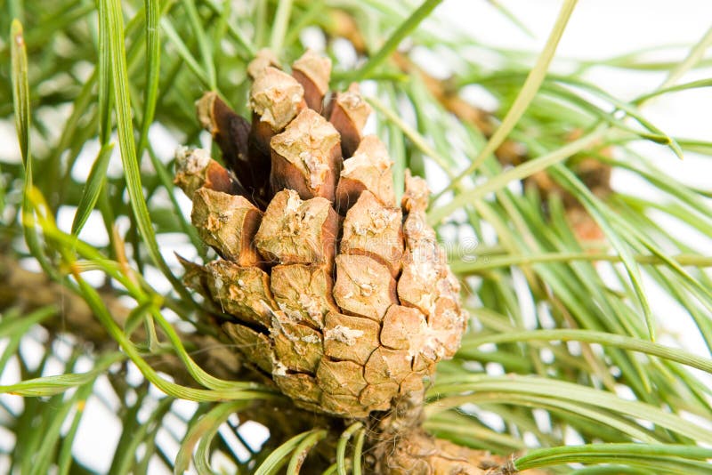 Pine cone stock image. Image of winter, leaf, green, cone - 7339969