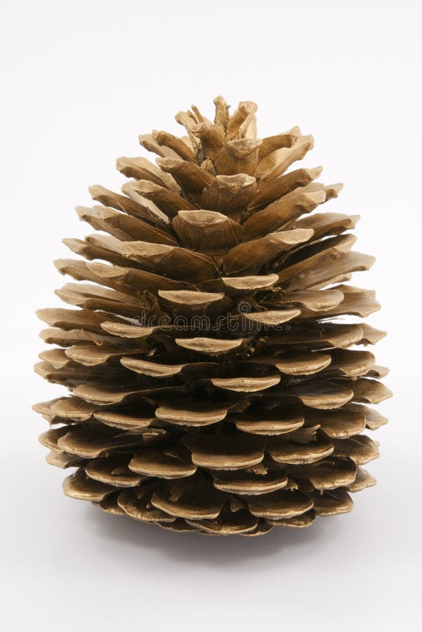 Pine cone. stock photo. Image of environmental, cone, nature - 8141206