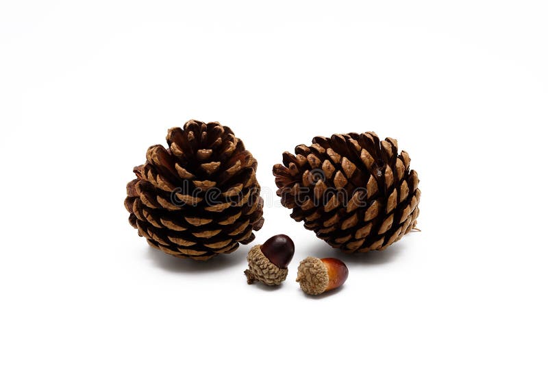 Pine Cone And Acorn Ornament On White Background Stock Photo - Image of ...
