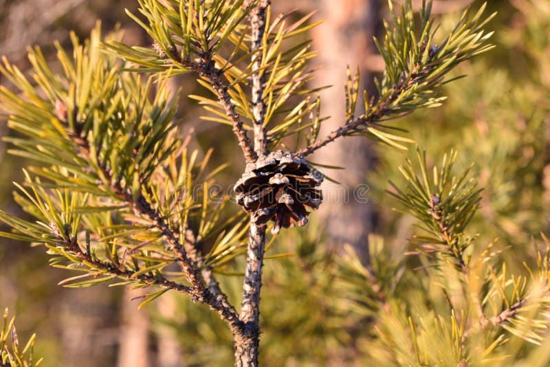 Pine Cone that Already Opened Stock Image - Image of summer, outdoor ...