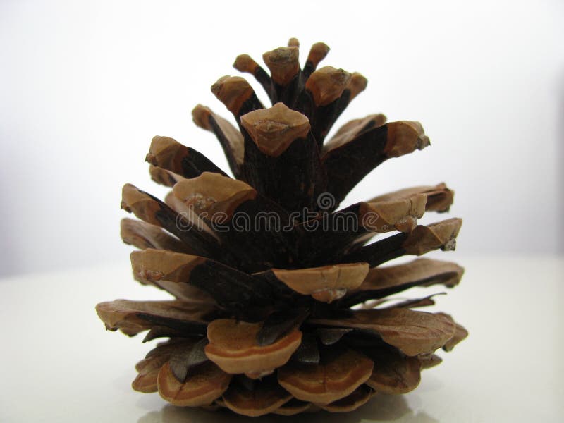 Pine cone stock photo. Image of cost, euro, change, investment - 72033634