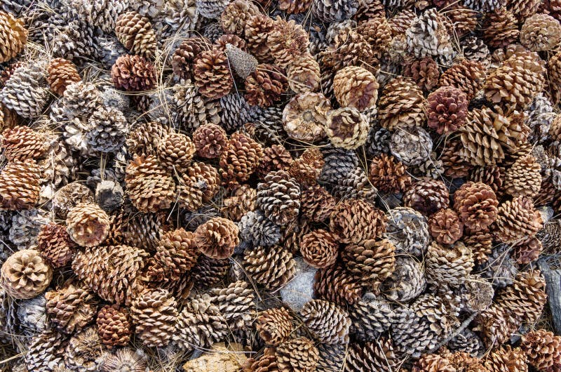 Pine Cone Background stock image. Image of textured, pine - 40651155