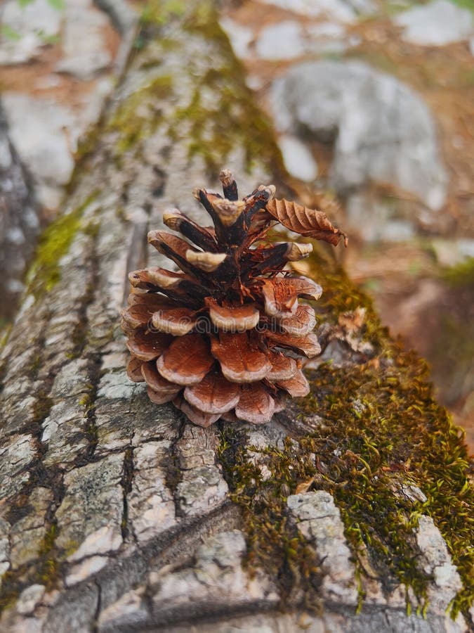 Pine Cone in a Beautiful Forest Stock Image - Image of mountain, serbia ...
