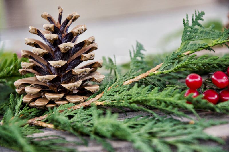 Pine Cone and berries stock image. Image of rustic, november - 61128475