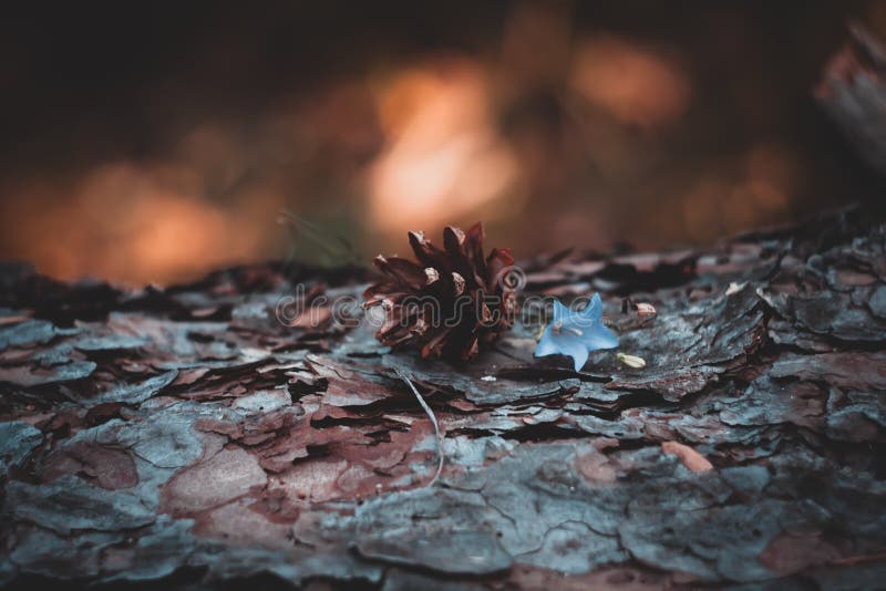 Pine Cone and Blue Flower on a Fallen Pine Tree Stock Photo - Image of ...
