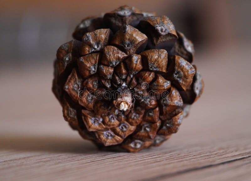 PINE CONE BOTTOM IMAGE stock photo. Image of iron, lighting - 251634336