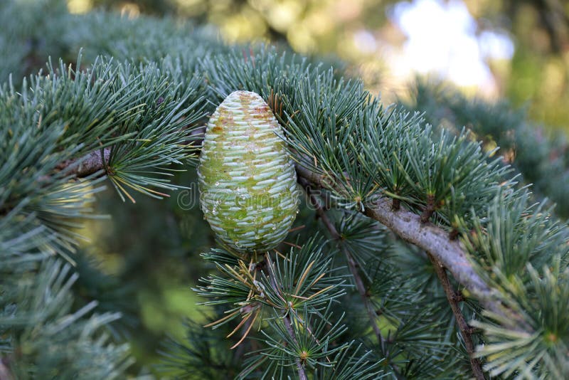 Pine Cone on a Branch of a Coniferous Tree Stock Image - Image of green ...