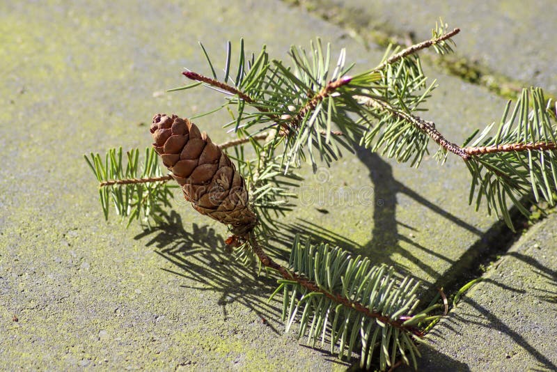 Pine Cone on a Branch on the Ground of the Terrace on the Veluwe Stock ...