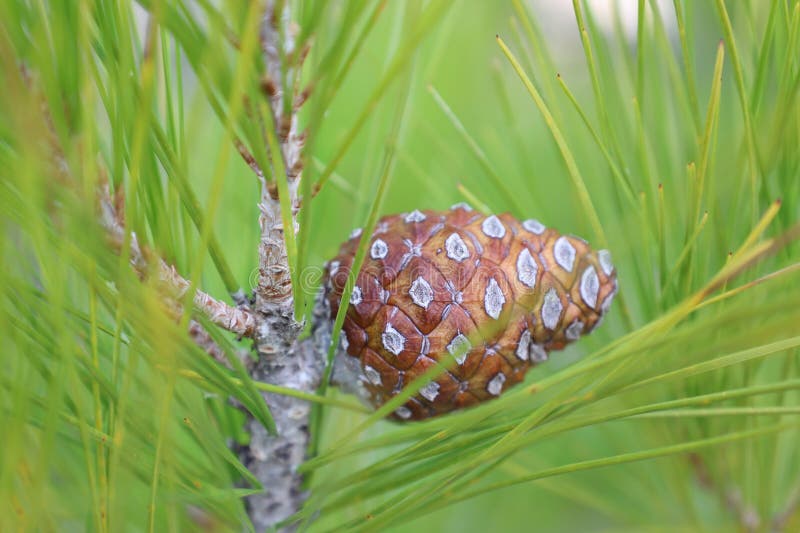 Pine cone branch stock image. Image of heap, branches - 354491781
