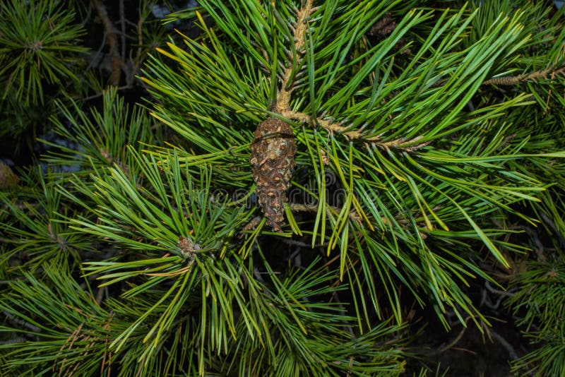 Pine Cone on a Branch. Young Green Closed Pine Cone on a Pine Tree in ...