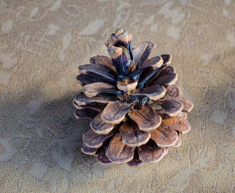 Closed pine cone stock image. Image of white, seed, single - 10413429