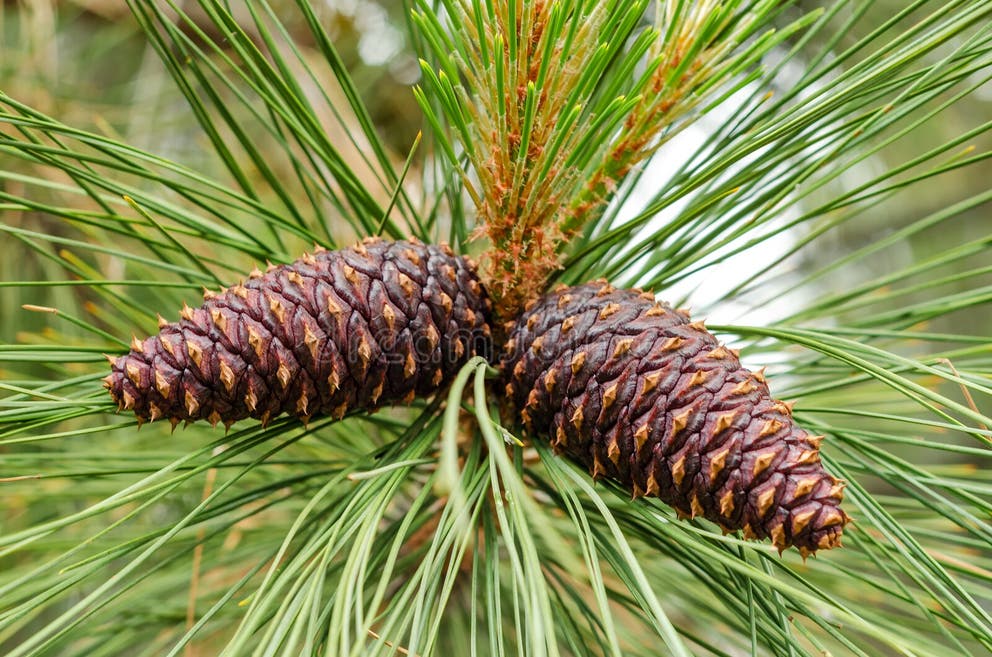Pine Cone Closeup stock photo. Image of central, evergreen - 32706074