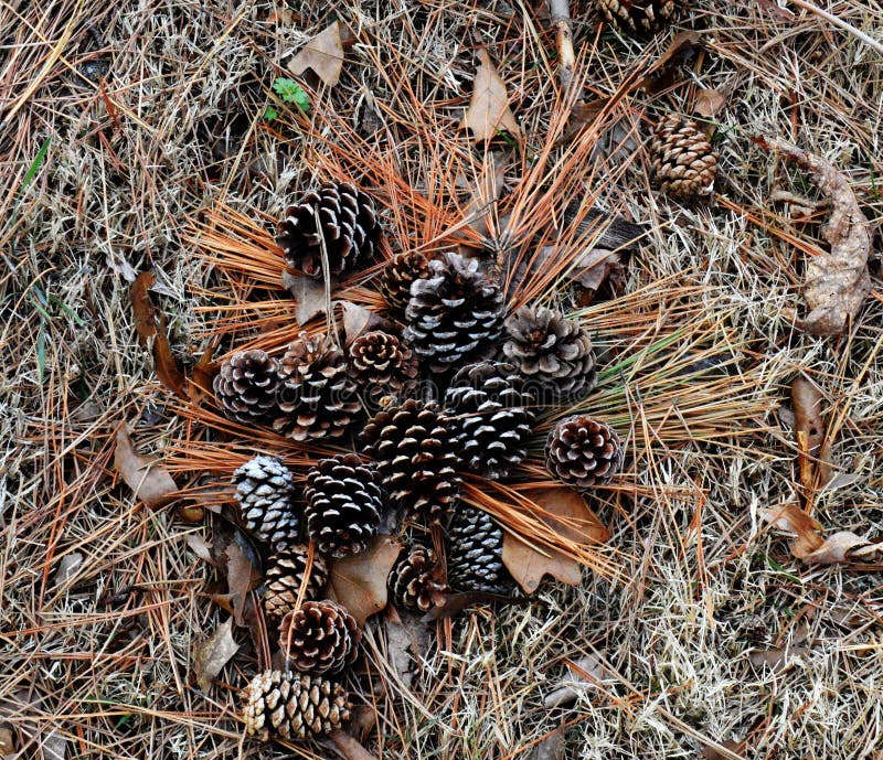 344 Pine Cone Cluster Stock Photos - Free & Royalty-Free Stock Photos ...