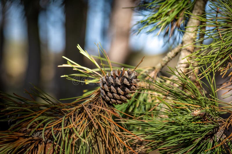 A Pine Cone on a Conifer Tree, with Morning Light Stock Image - Image ...