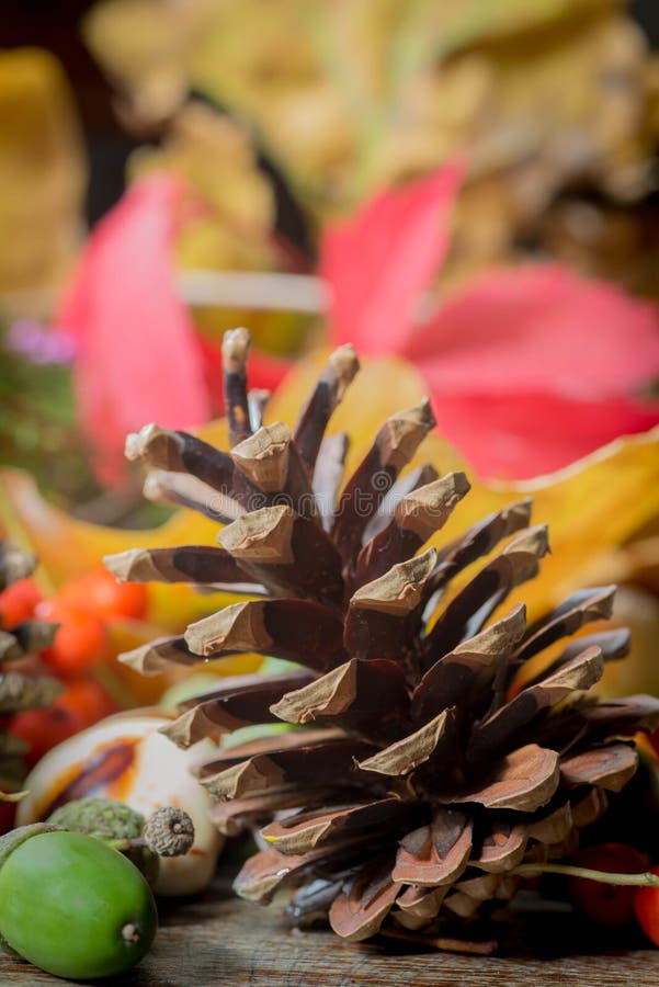 Pine Cone on Colorful Background Closeup Stock Image - Image of ...