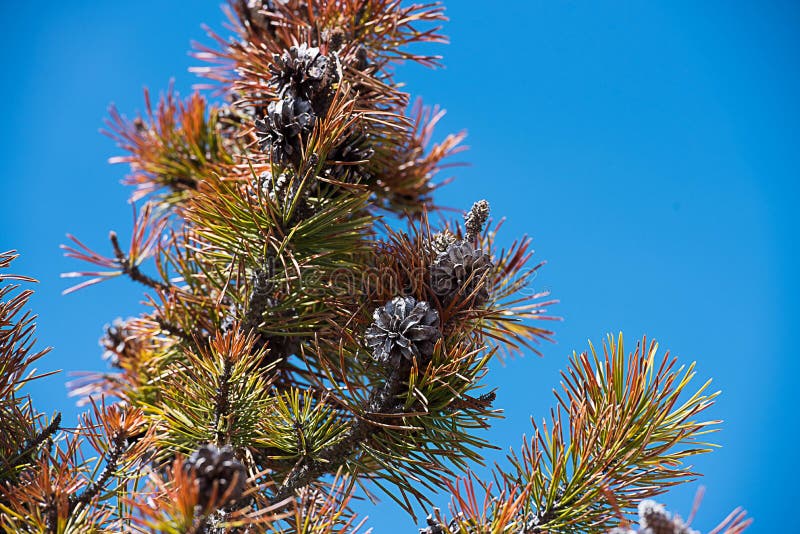 Pine cone stock image. Image of evergreen, cone, needle - 101300787