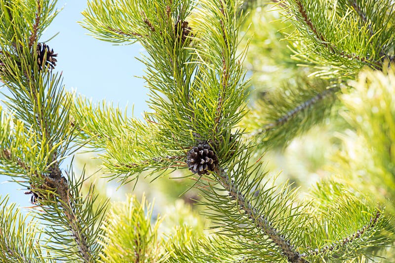 Pine cone stock image. Image of shaped, cone, conifer - 101304355