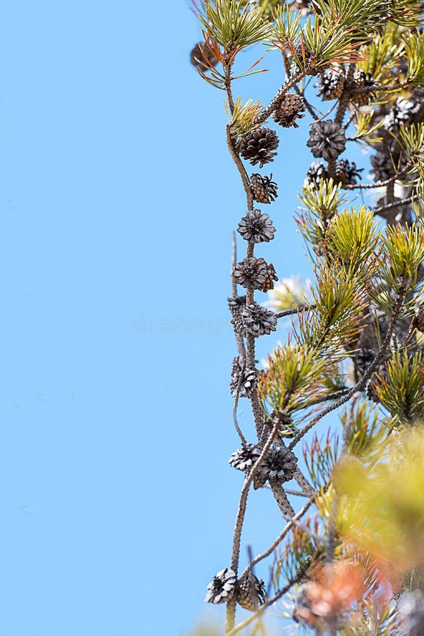 Pine cone stock image. Image of strobillus, leaves, evergreen - 101307733