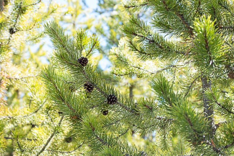 Pine cone stock image. Image of forest, strobillus, woody - 101307927