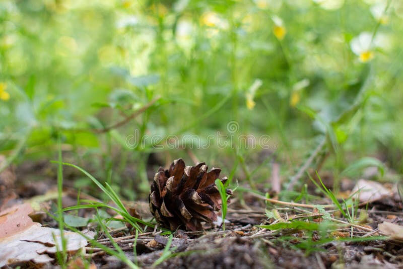 Pine cone in the forest stock image. Image of moss, botany - 186756291