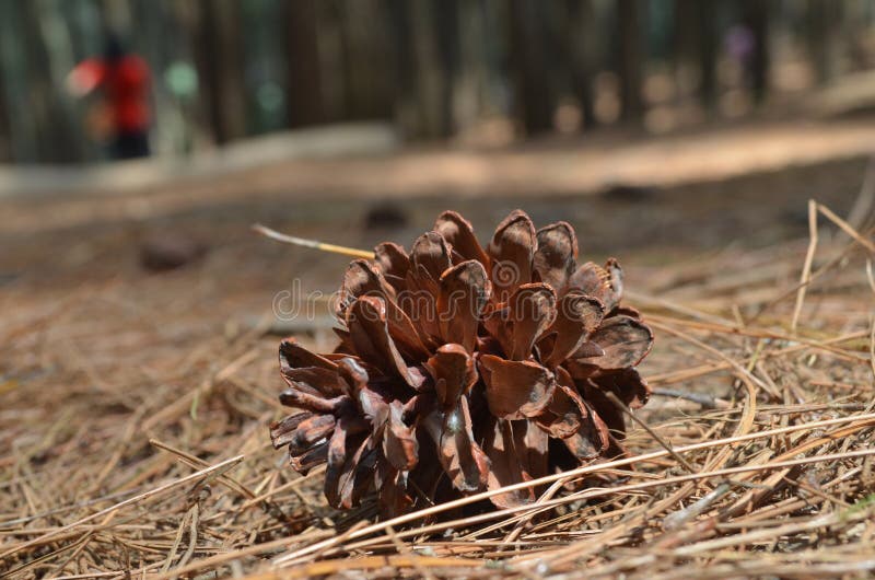 Pine Cone Forest stock photo. Image of flora, cone, flower - 367710804
