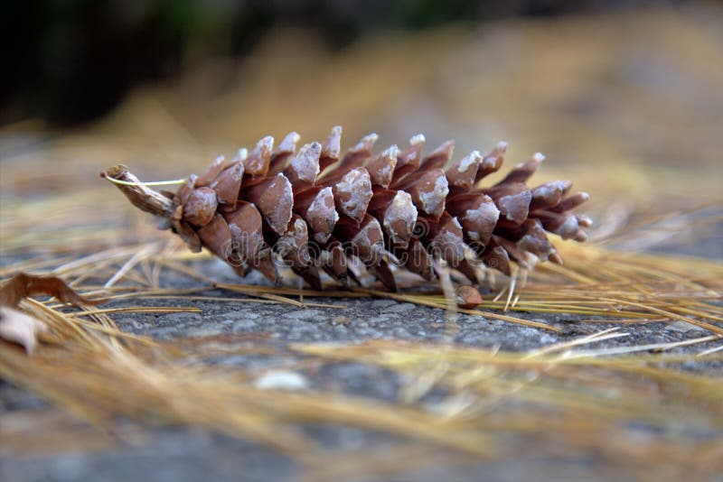 Pine cone stock image. Image of cone, autumn, time, leaves - 101960559