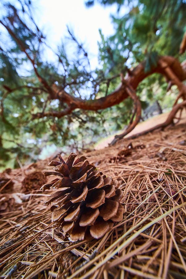 Pine Cone on Forest Floor Close-Up with Pine Tree Trunk in Background ...