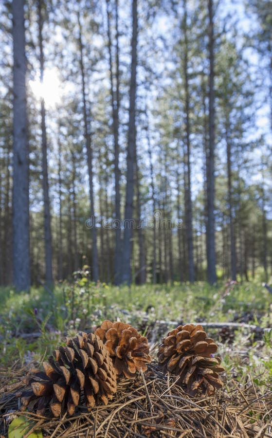 Pine Cone with Forest at Sunrise Stock Image - Image of montana, plant ...