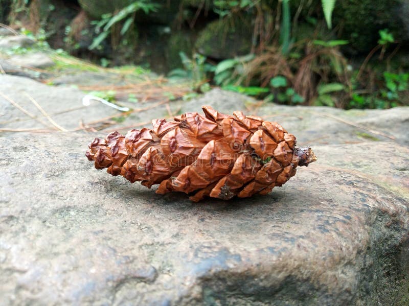 Red Cone Fruit of the Tiger Eyes Sumac Plant Stock Image - Image of ...