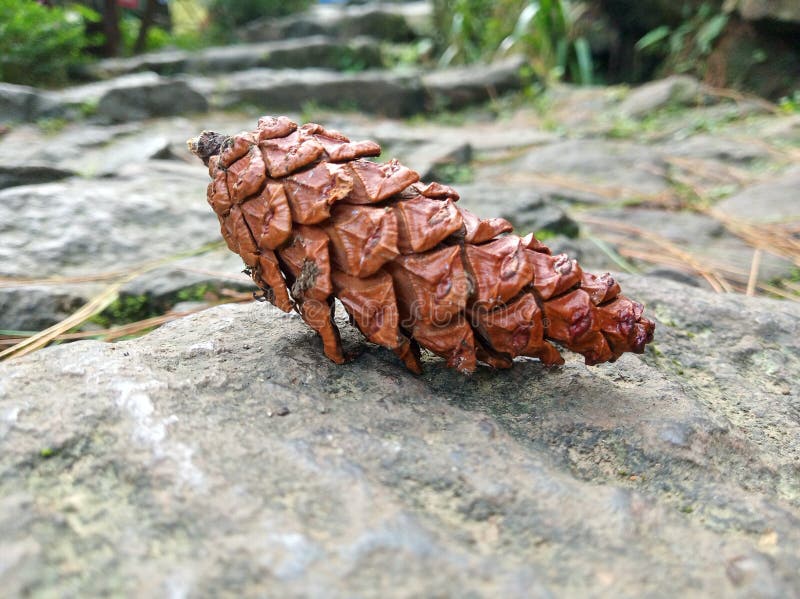 Red Cone Fruit of the Tiger Eyes Sumac Plant Stock Image - Image of ...