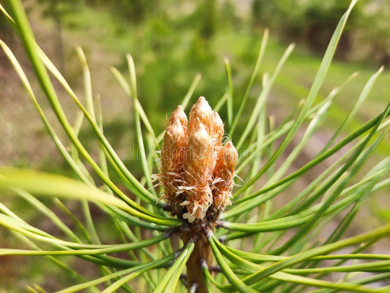 Pine cone germ stock photo. Image of germ, leaf, grass - 219847720