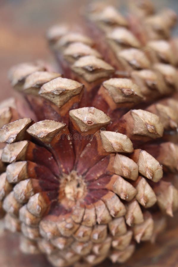 Pine cone on gray slate II stock image. Image of seed - 216441509
