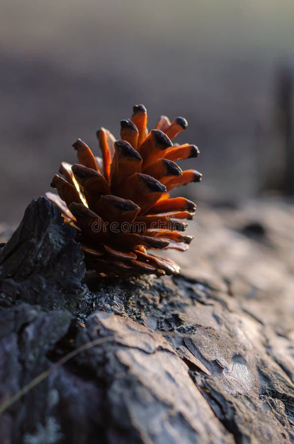 Pine Cone on a Gray Trunk of an Old Tree. Stock Photo - Image of ...
