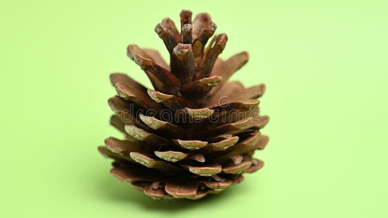 Pine Cone on Mossy Forest Floor, Nature Close-up. Tranquil Woodland ...