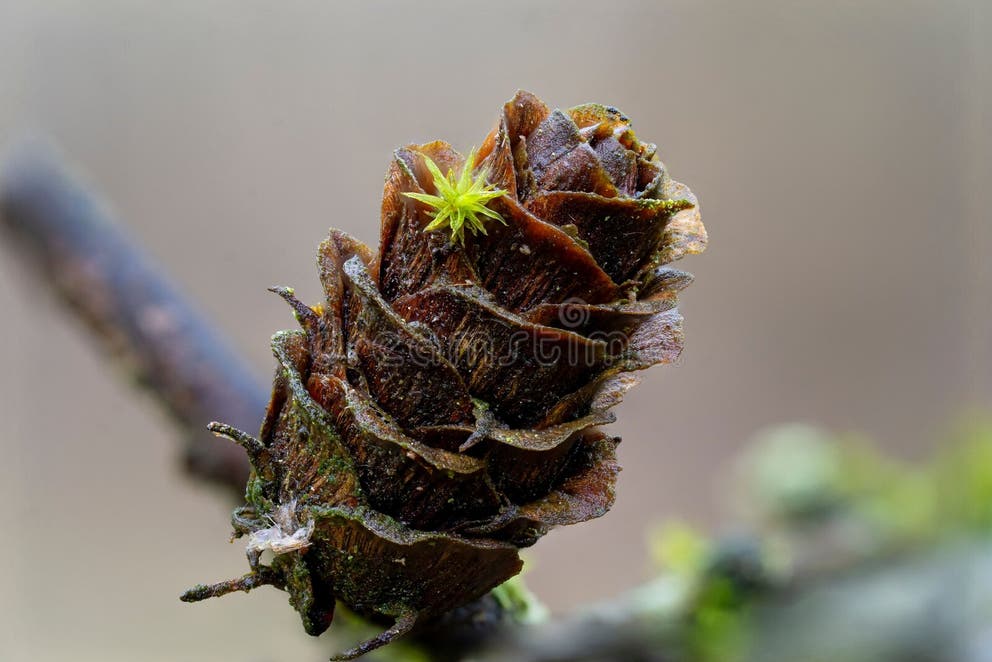 Pine Cone with Green Sprout Stock Image - Image of fresh, life: 391221109