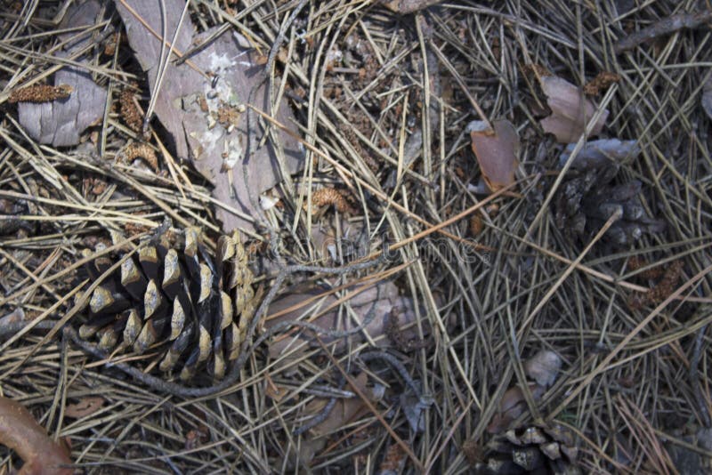 Pine Cone on the Ground, Forest, Spruce Stock Image - Image of seek ...