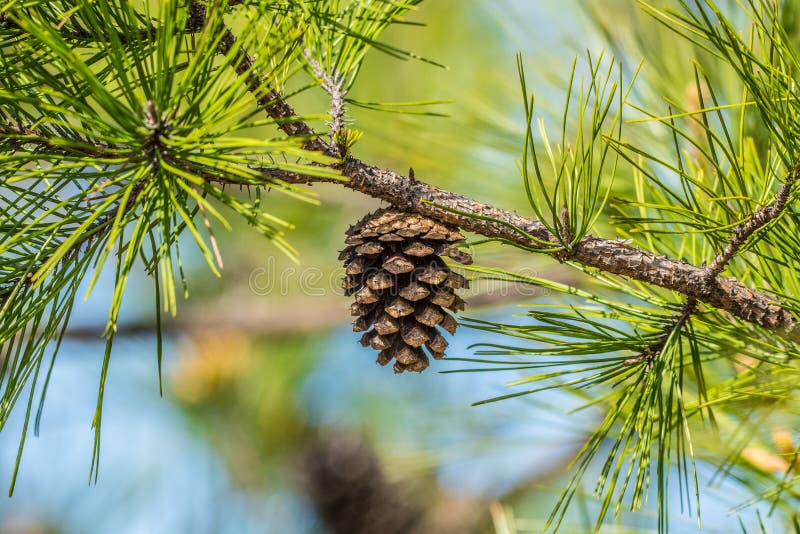 Pine Cone Hanging on a Branch Stock Photo - Image of ecology, hanging ...