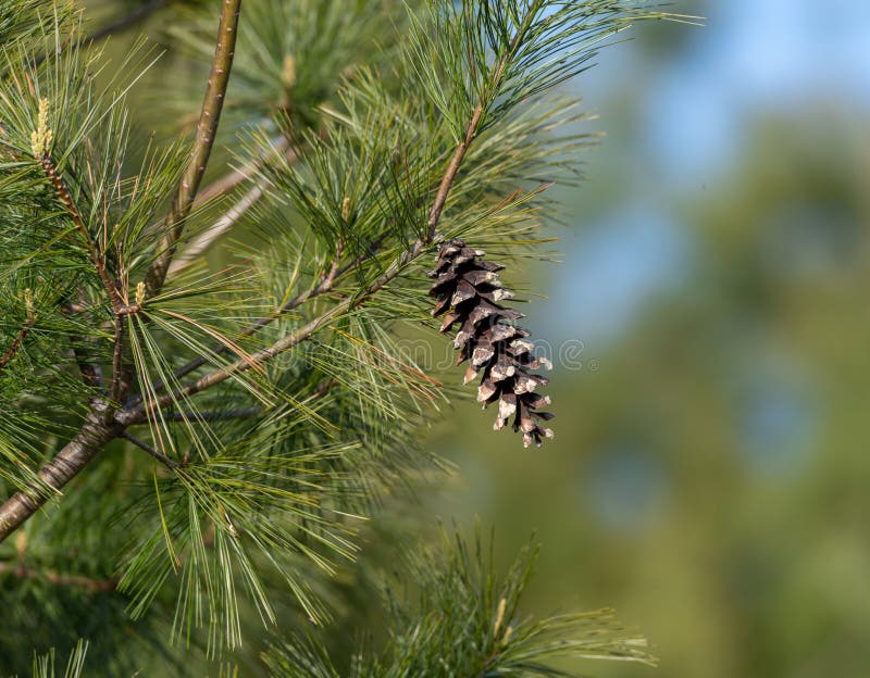 Pine Cone Hanging from a Pine Tree Stock Photo - Image of wildlife ...