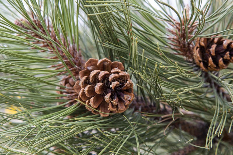 A Pine Cone Hanging from the Tree Stock Photo - Image of hanging ...