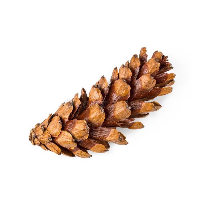 Pine Cone Isolated on White Background Stock Image - Image of lush ...