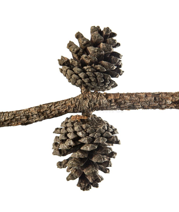 330 Pine Cones Clipping Path Stock Photos - Free & Royalty-Free Stock ...