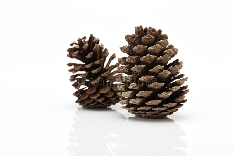 Pine Cone Isolated on White Background Stock Photo - Image of nature ...