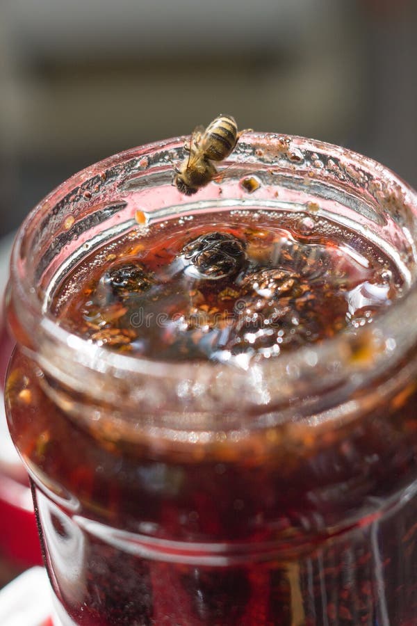 Pine cone jam stock image. Image of wild, cuisine, medicine - 97121937