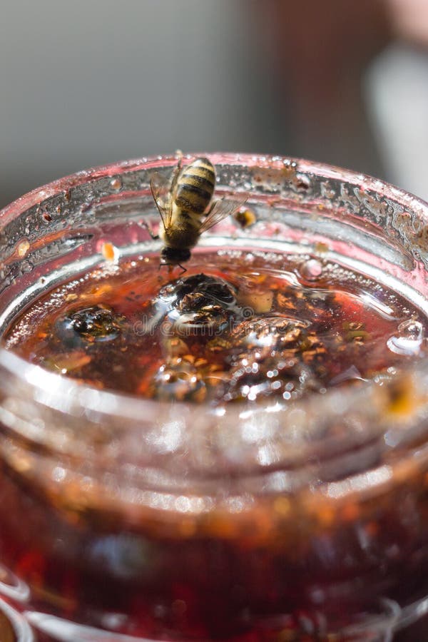 Pine cone jam stock photo. Image of forest, homemade - 97122160