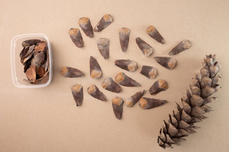 A Pine Cone on the Left Side and Several Individual Pine Cone Scales ...