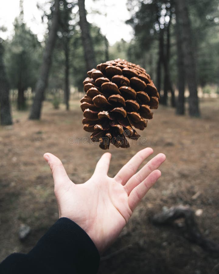 Pine Cone Levitating on a Hand in a Forest Stock Photo - Image of pine, brown: 182350476