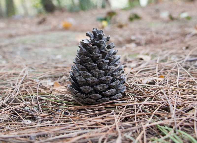 Pine cone stock image. Image of close, decoration, wood - 81179209