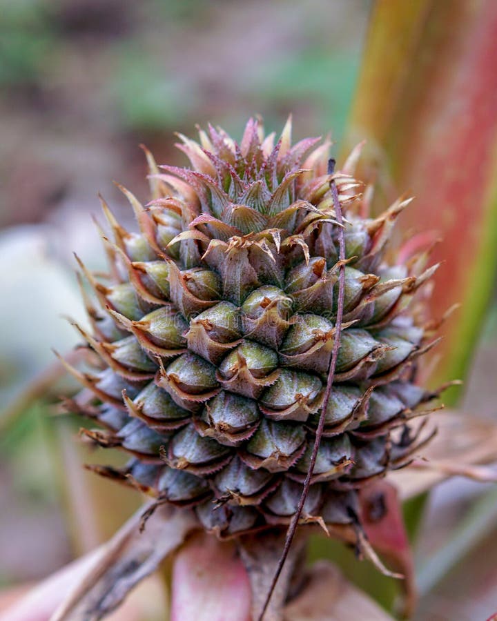 Pine Cone Like Fruit, Flower or Plant Blossoming in the Garden Stock ...