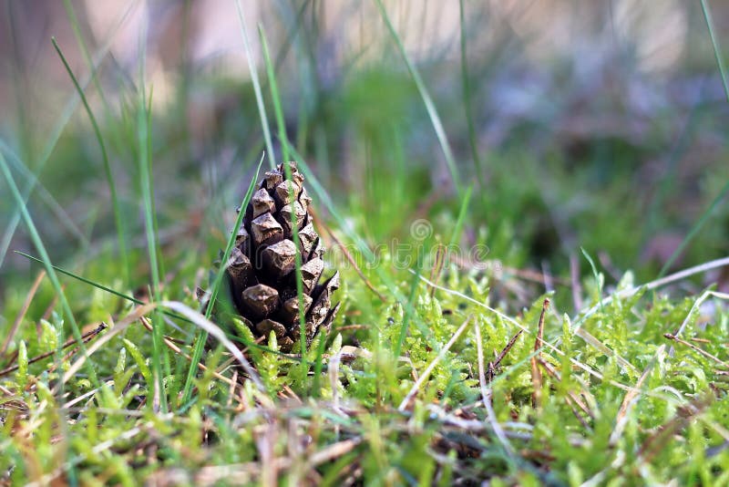 A Pine Cone Lying in the Grass Stock Photo - Image of beauty, stalk ...