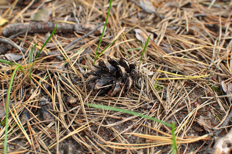 A Pine Cone is Lying on the Ground. Stock Photo - Image of green ...
